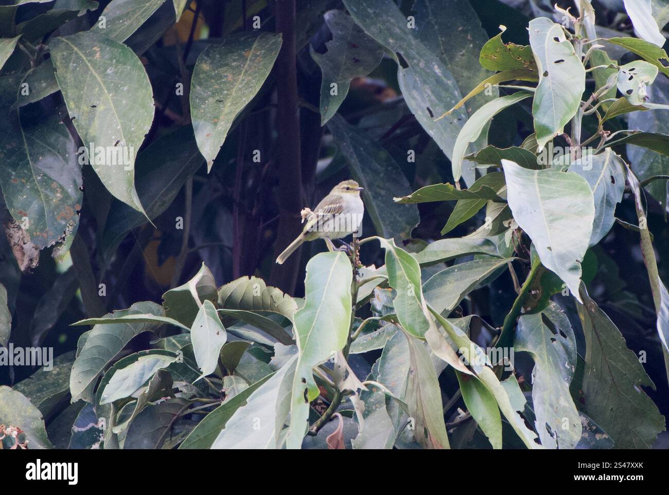 Golden-faced Tyrannulet (Zimmerius chrysops Stock Photo - Alamy