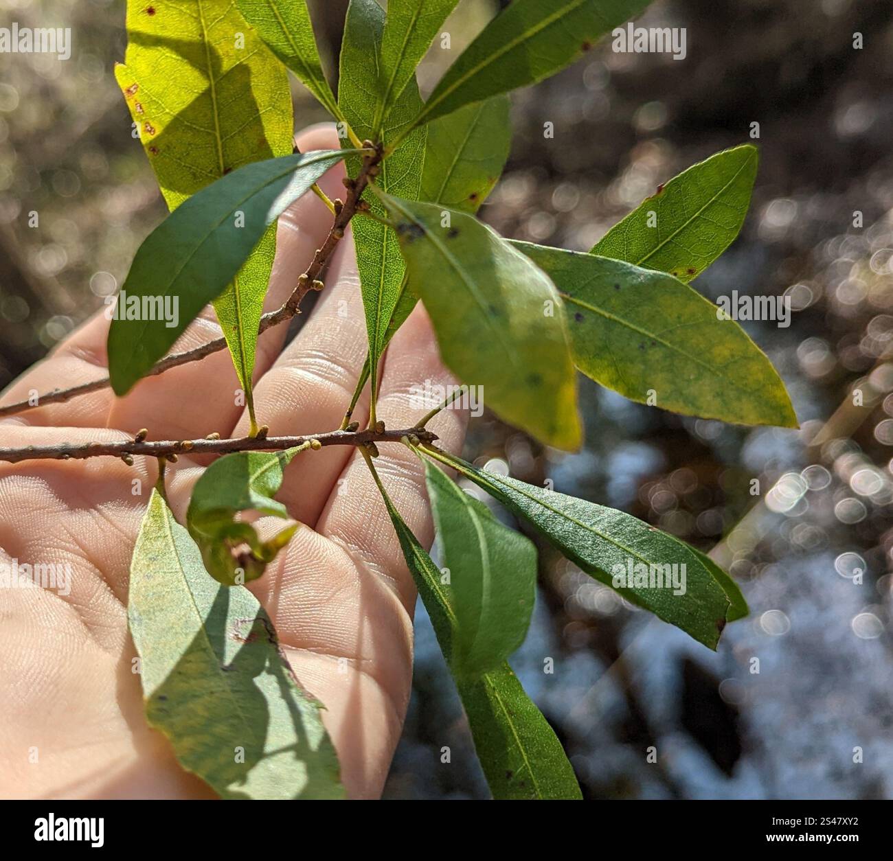 wax myrtle (Morella cerifera Stock Photo - Alamy