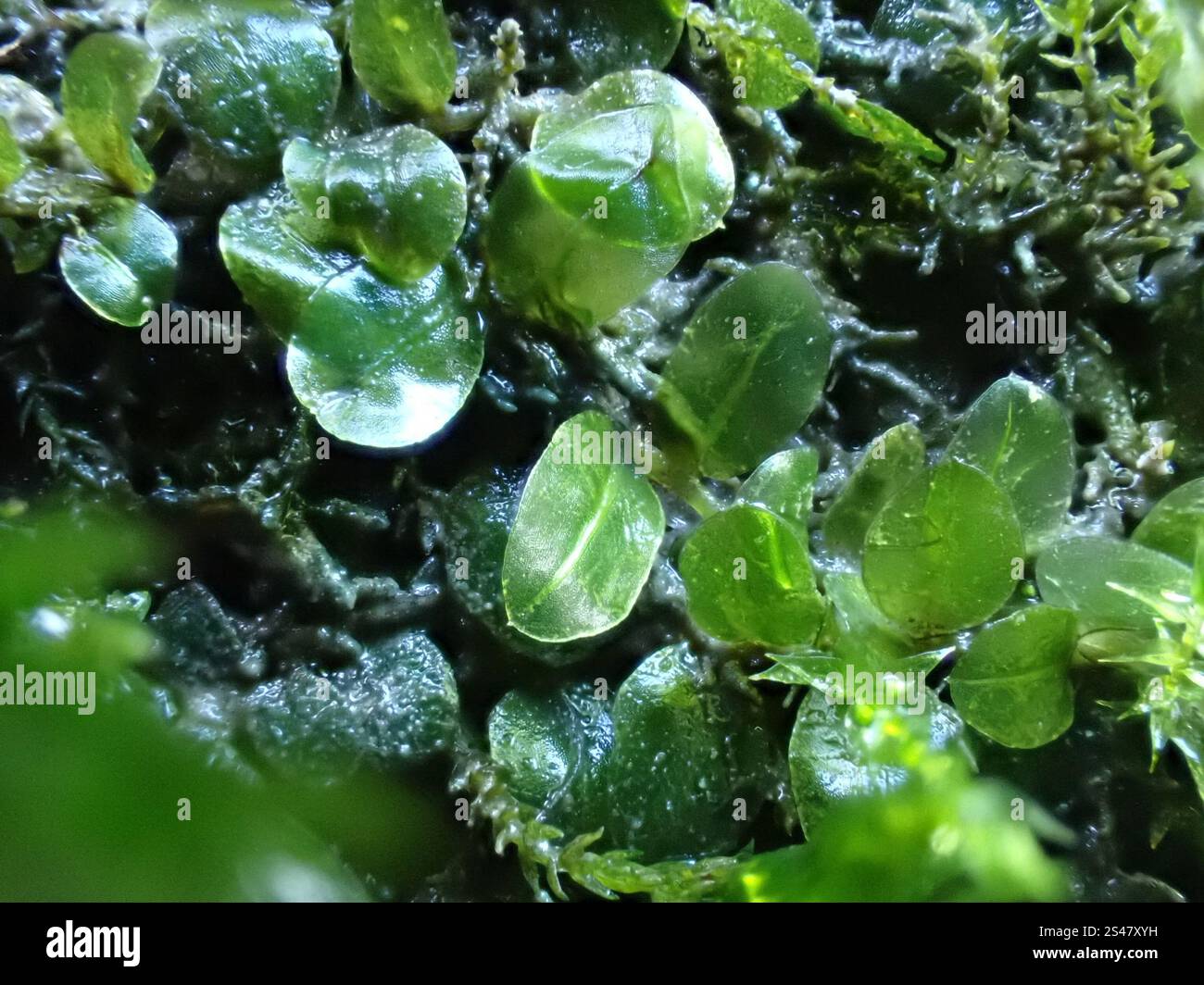 Long-beaked Thyme-moss (Plagiomnium rostratum Stock Photo - Alamy