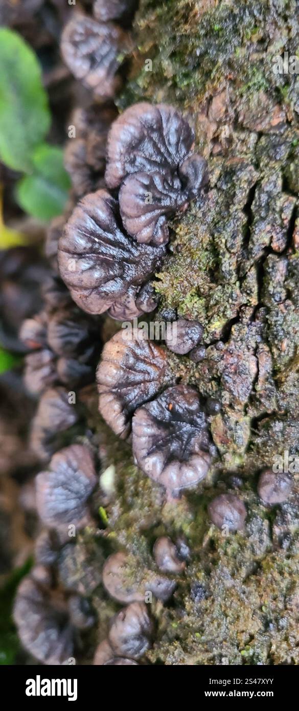 Orange Fan (Anthracophyllum archeri Stock Photo - Alamy