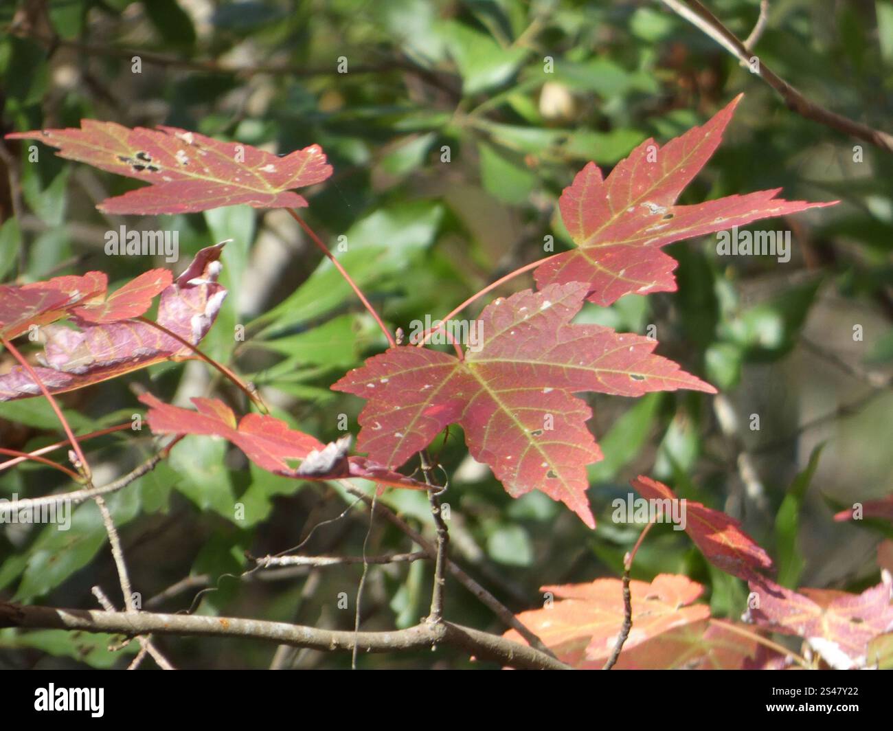 red maple (Acer rubrum Stock Photo - Alamy