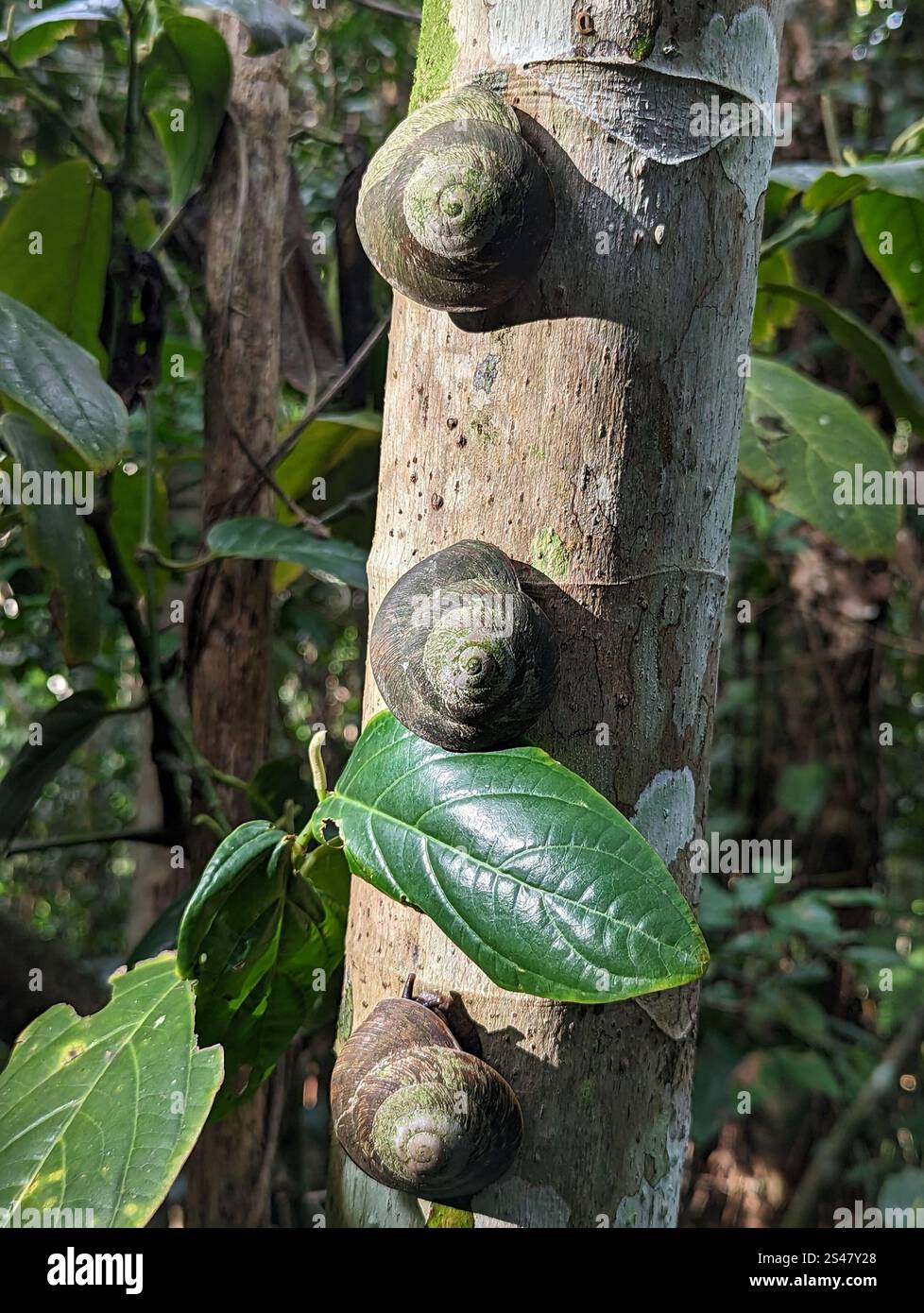 Puerto Rican Tree Snail (Caracolus caracolla Stock Photo - Alamy