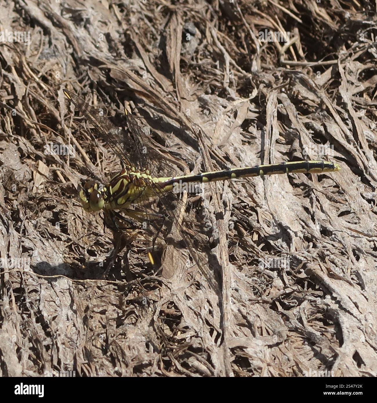 Yellow-striped Hunter (Austrogomphus guerini Stock Photo - Alamy