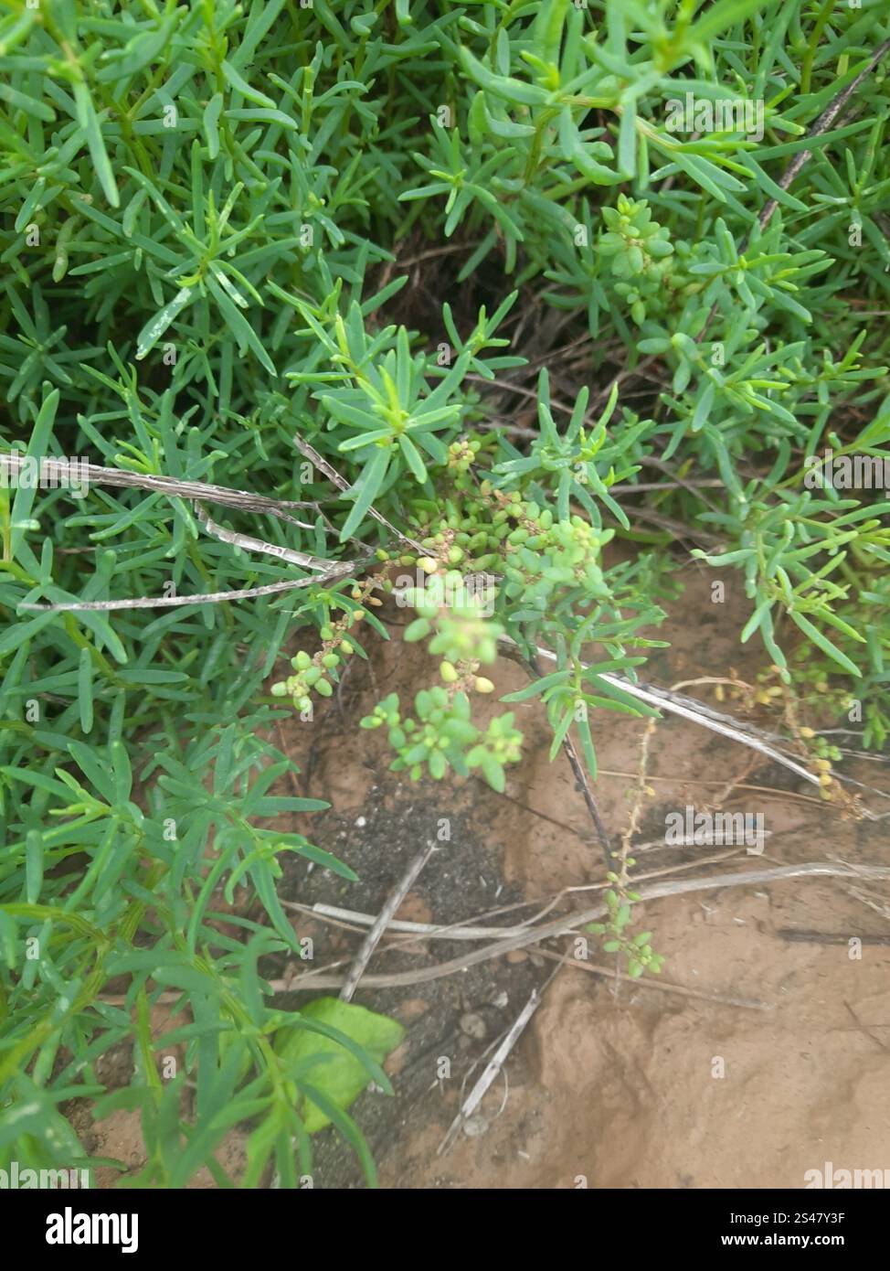 Herbaceous Seepweed (Suaeda maritima Stock Photo - Alamy