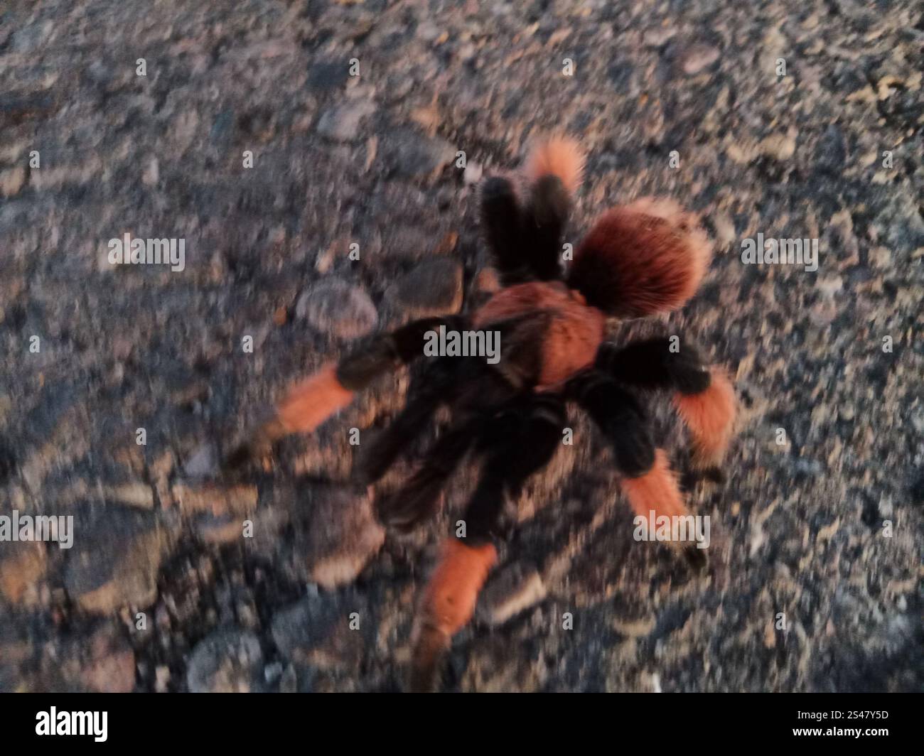 Mexican Redleg Tarantula (Brachypelma emilia Stock Photo - Alamy