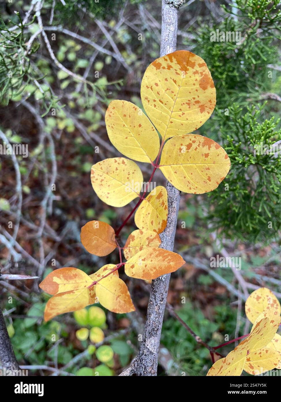 Texas ash (Fraxinus albicans Stock Photo - Alamy
