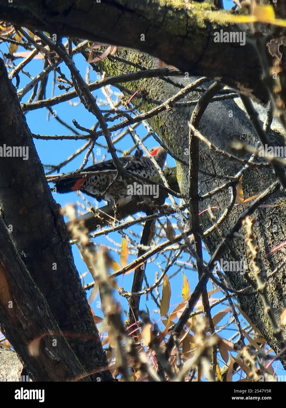 Northern Flicker (Colaptes auratus Stock Photo - Alamy