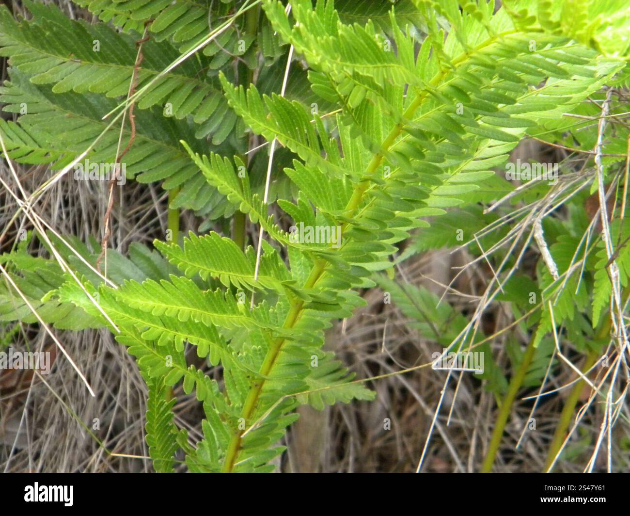 king fern (Todea barbara Stock Photo - Alamy