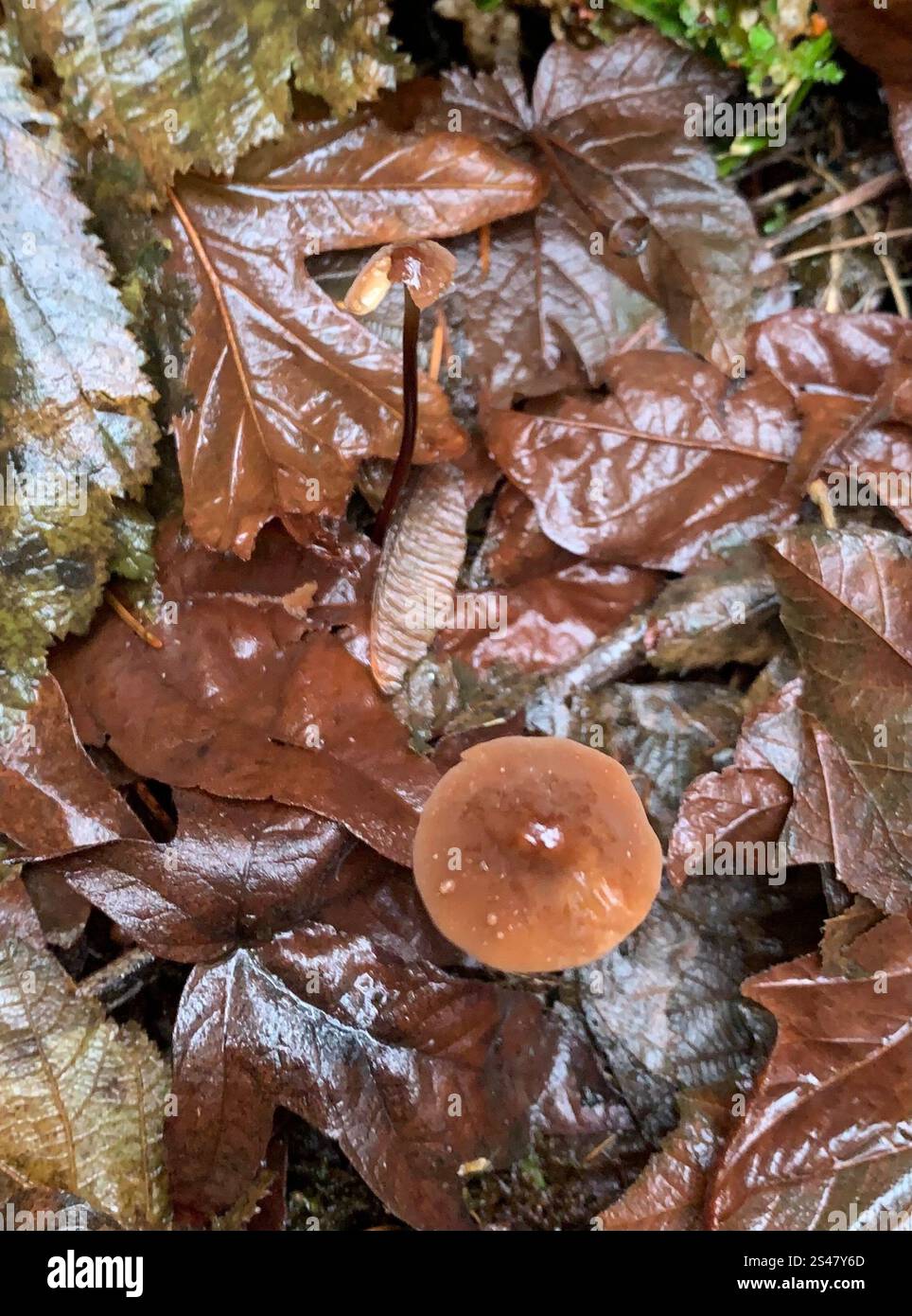 red pinwheel (Marasmius plicatulus Stock Photo - Alamy