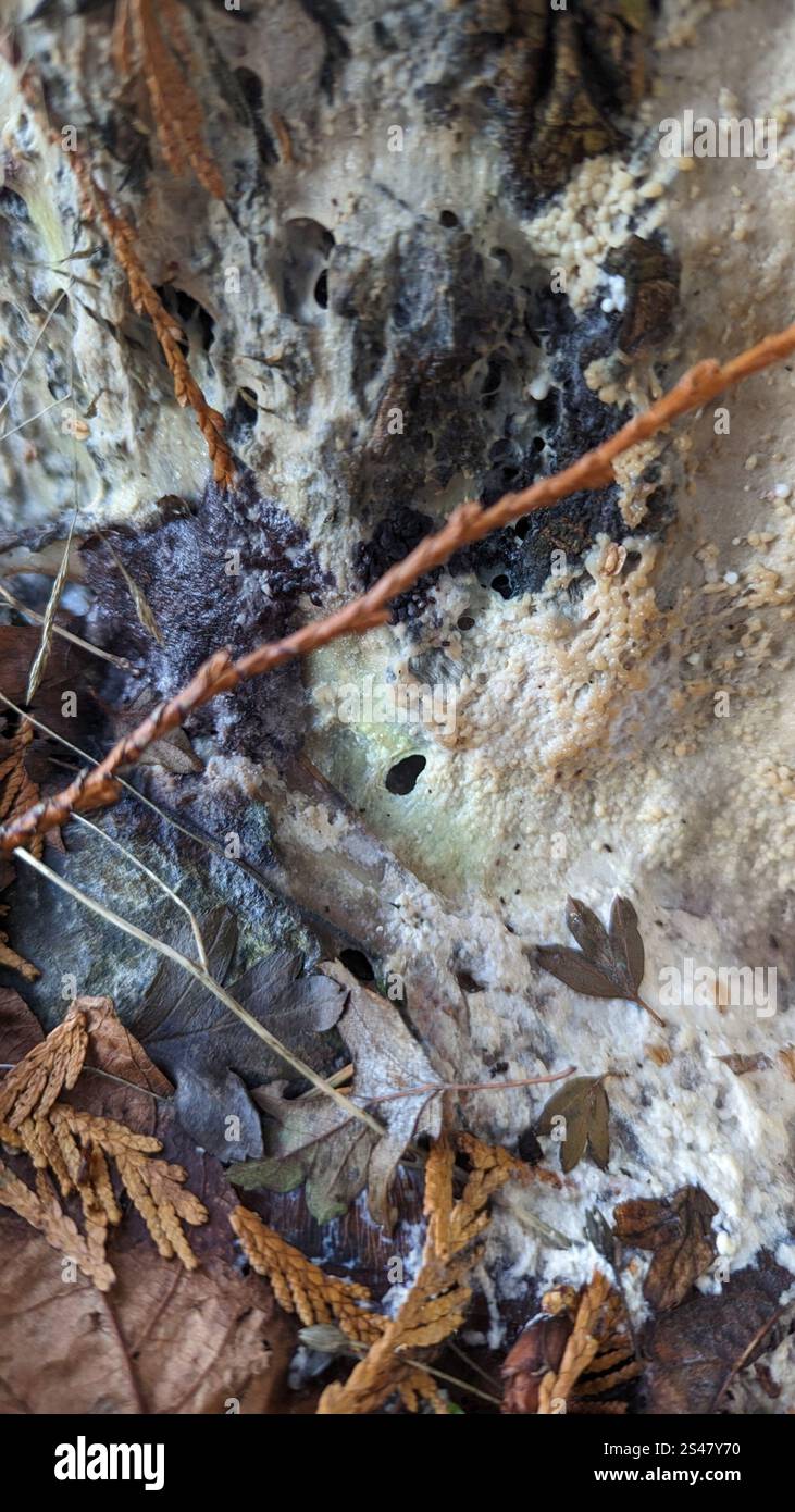 Tapioca Slime Mold (Brefeldia maxima Stock Photo - Alamy