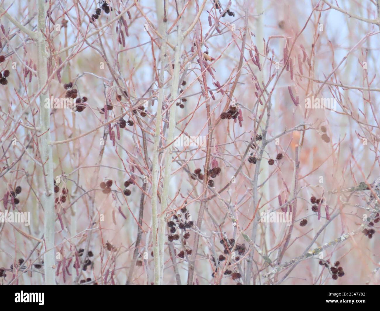 swamp alder (Alnus incana rugosa Stock Photo - Alamy