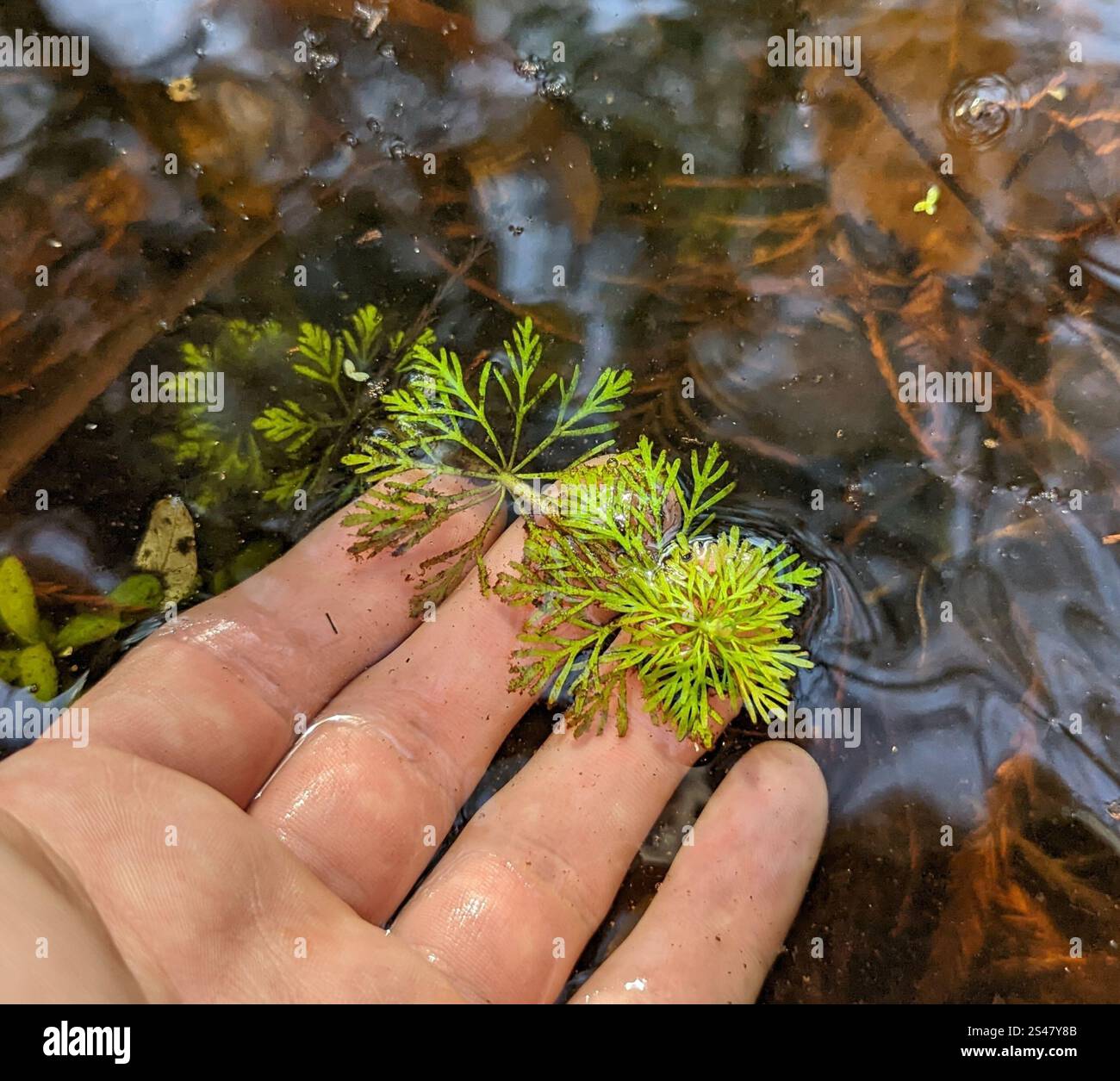 Sessile Marshweed (Limnophila sessiliflora Stock Photo - Alamy