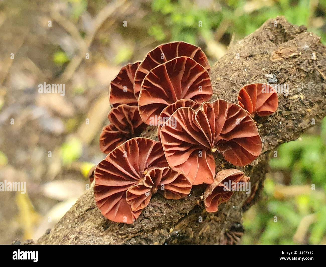 Orange Fan (Anthracophyllum archeri Stock Photo - Alamy