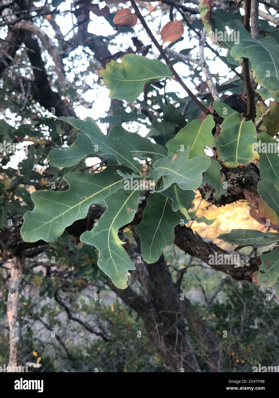 Lacey Oak (Quercus laceyi Stock Photo - Alamy