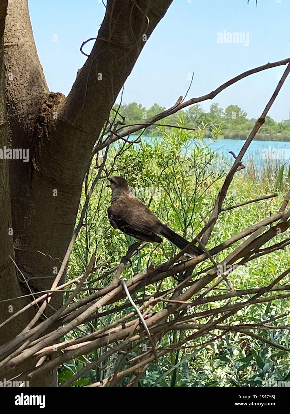 Chalk-browed Mockingbird (Mimus saturninus Stock Photo - Alamy