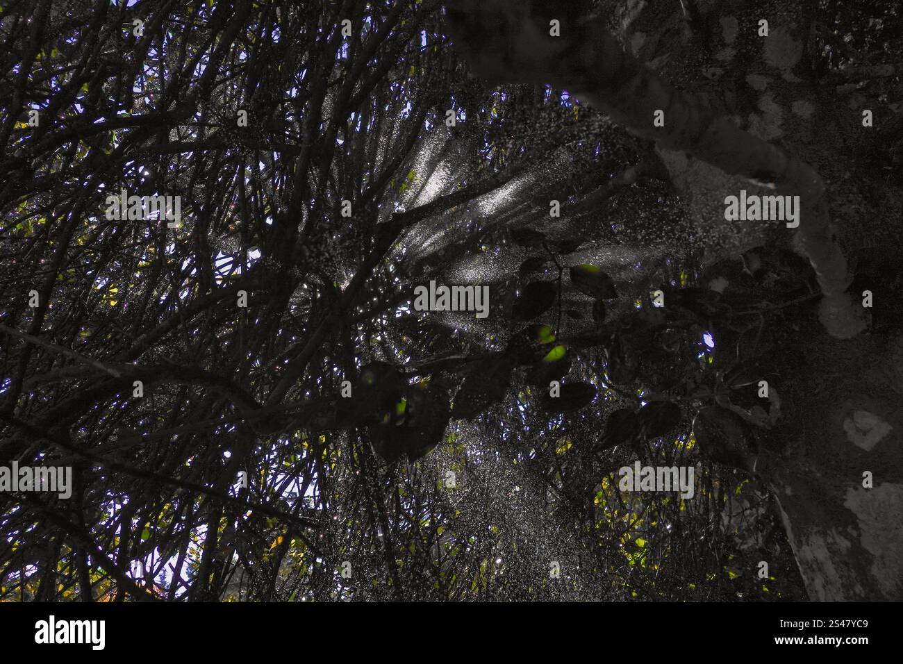 Monterey, California, USA - 01/10/2025 Weather: Rain drops through a ...