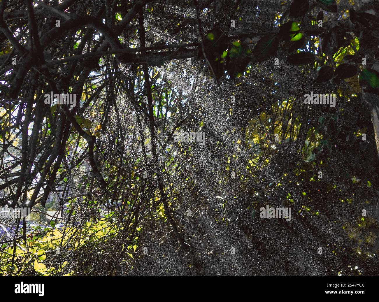 Monterey, California, USA - 01/10/2025 Weather: Rain drops through a ...