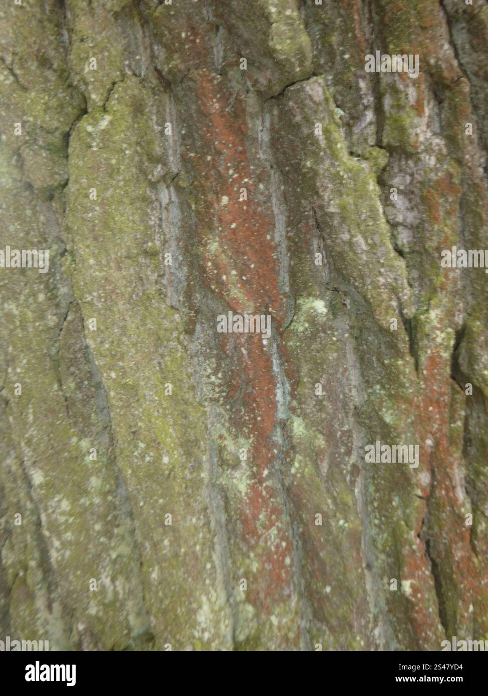 Orange Terrestrial Algae (Trentepohliales Stock Photo - Alamy