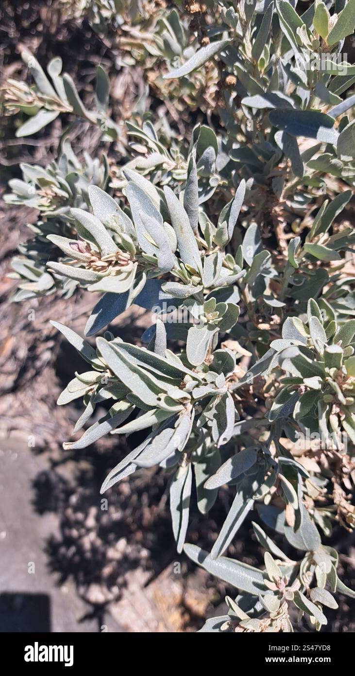 Grey Saltbush (Atriplex cinerea Stock Photo - Alamy
