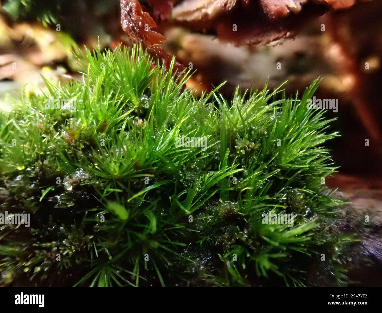 Rusty Swan-neck Moss (Campylopus flexuosus Stock Photo - Alamy