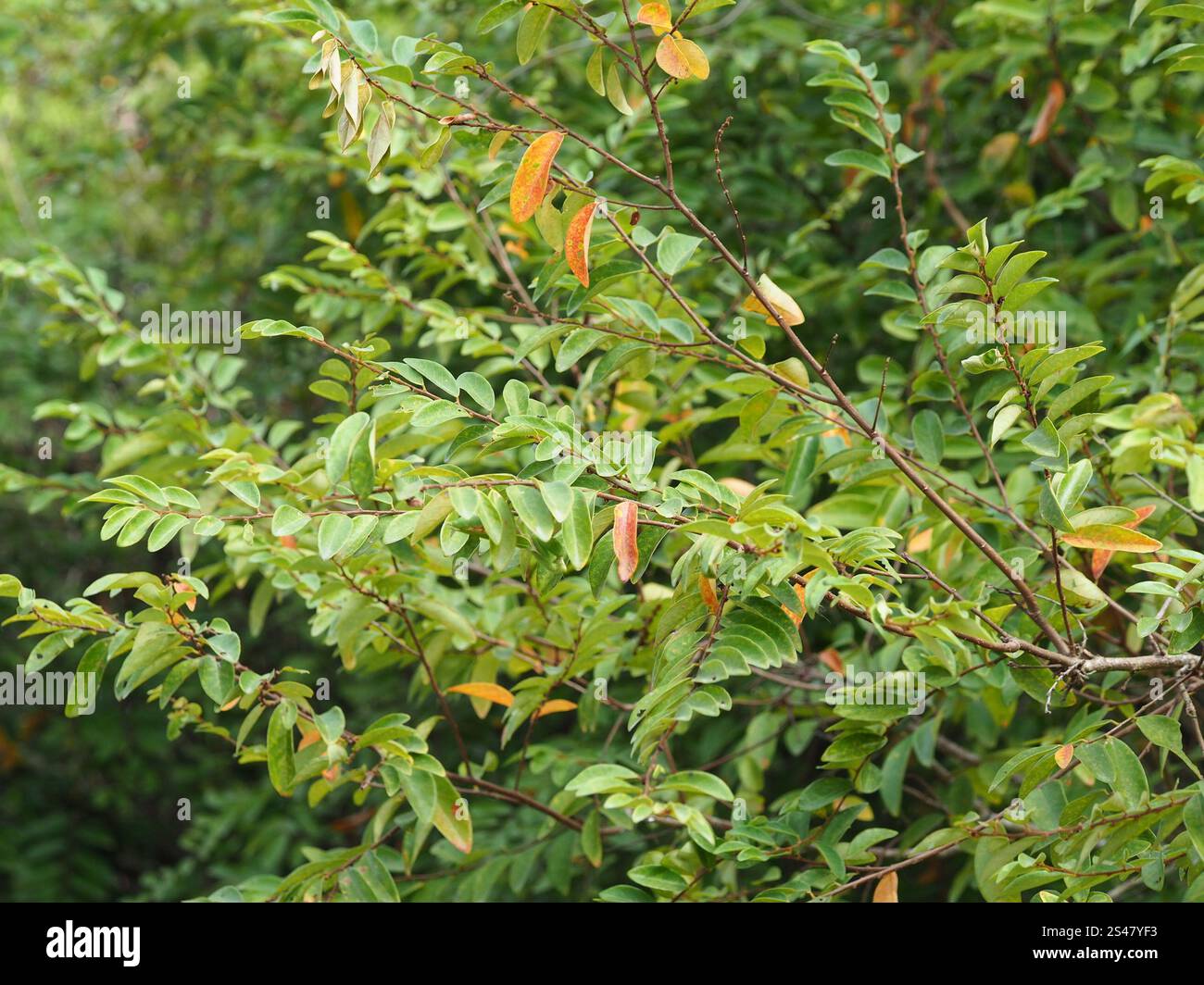 Pop-gun Seed (Bridelia tomentosa Stock Photo - Alamy