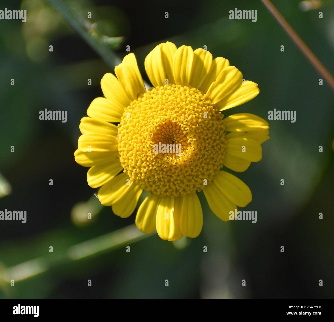 Chamomiles, yarrows, and allies (Anthemideae Stock Photo - Alamy