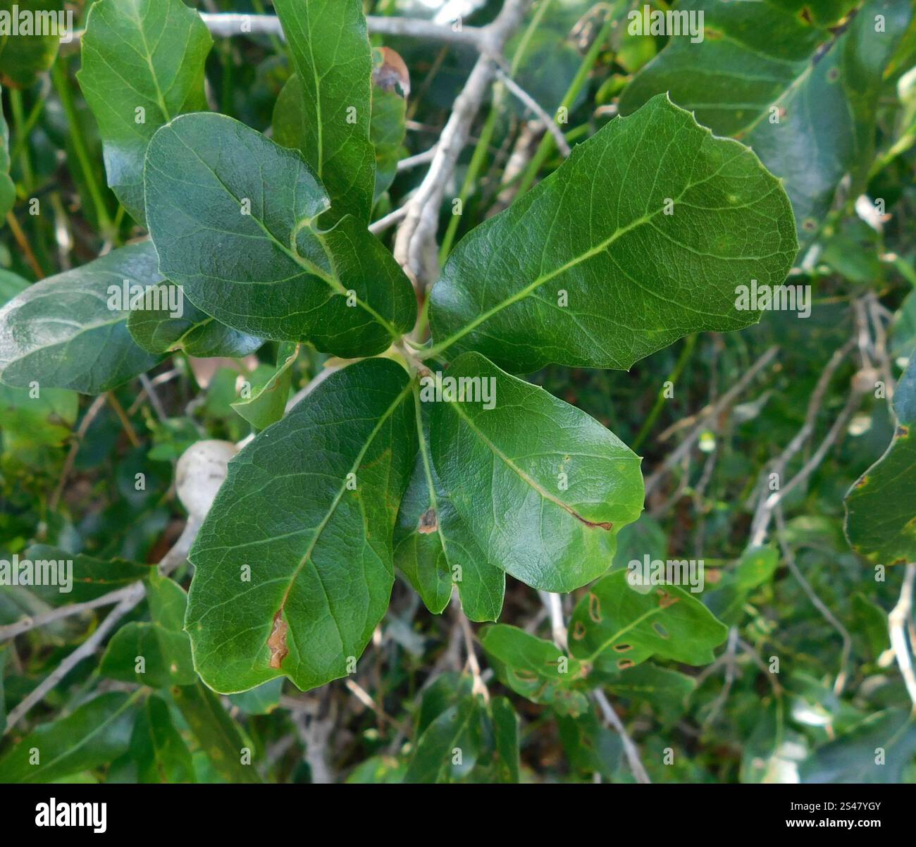 Southern Live Oak Stem Gall Wasp (Callirhytis quercusbatatoides Stock ...