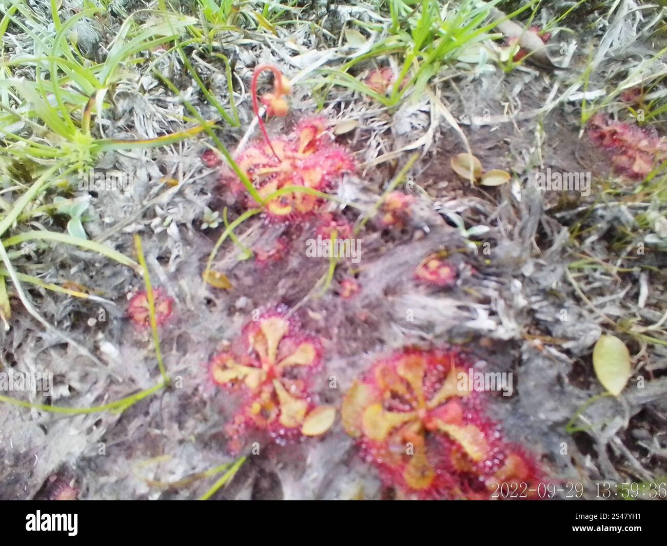 dwarf sundew (Drosera brevifolia Stock Photo - Alamy