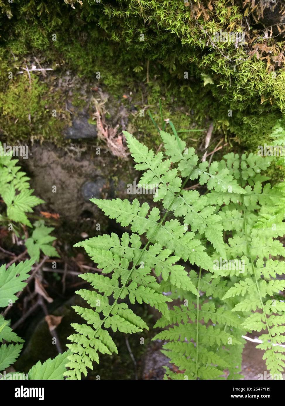 brittle bladderfern (Cystopteris fragilis Stock Photo - Alamy