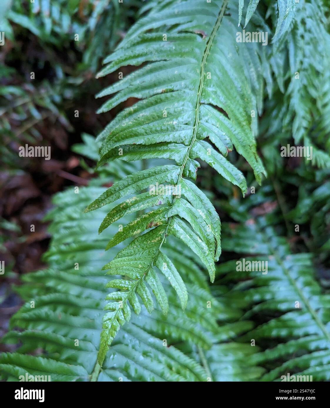 western sword fern (Polystichum munitum Stock Photo - Alamy