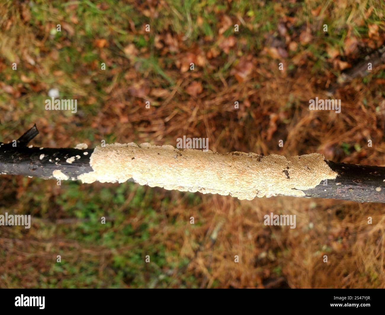 Milk-white Toothed Polypore (Irpex lacteus Stock Photo - Alamy