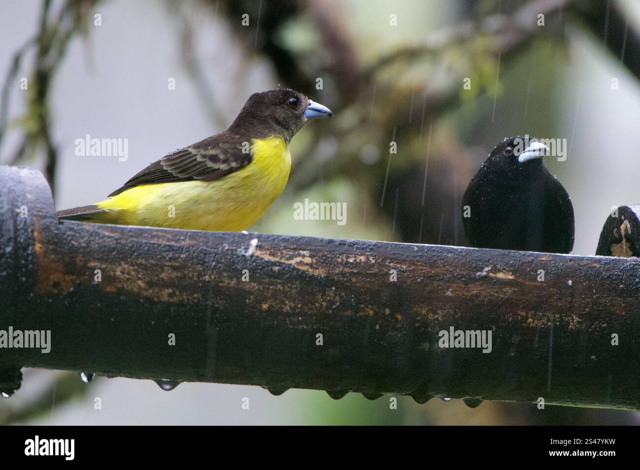 Flame-rumped Tanager (Ramphocelus flammigerus Stock Photo - Alamy