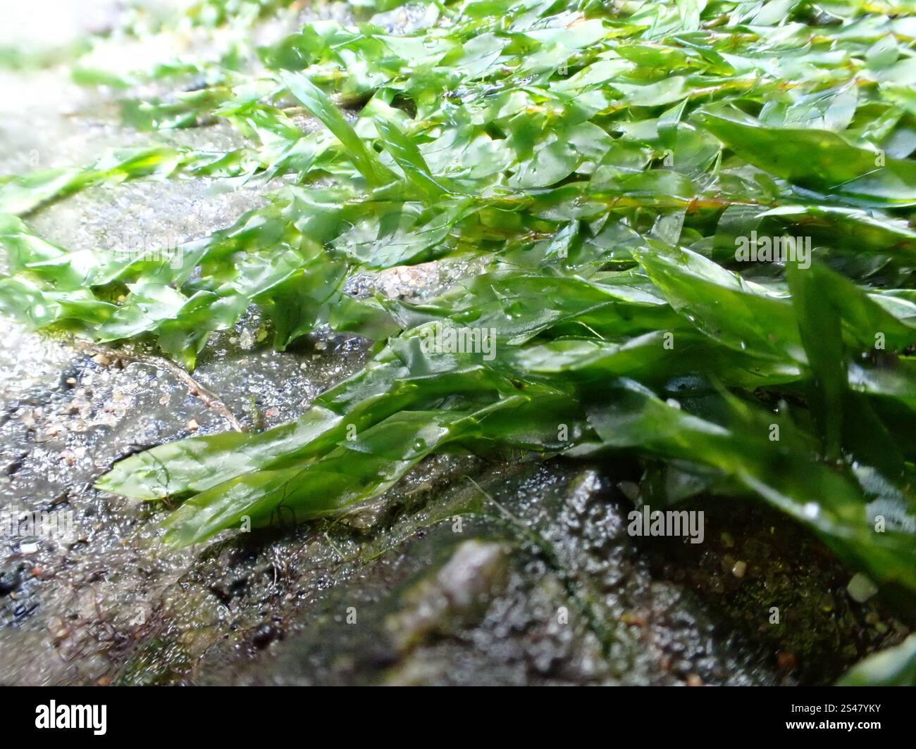 Willow Moss (Fontinalis antipyretica Stock Photo - Alamy