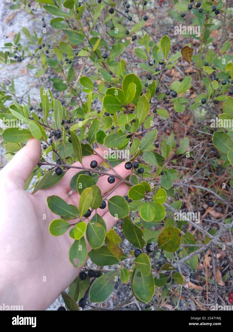 gallberry (Ilex glabra Stock Photo - Alamy