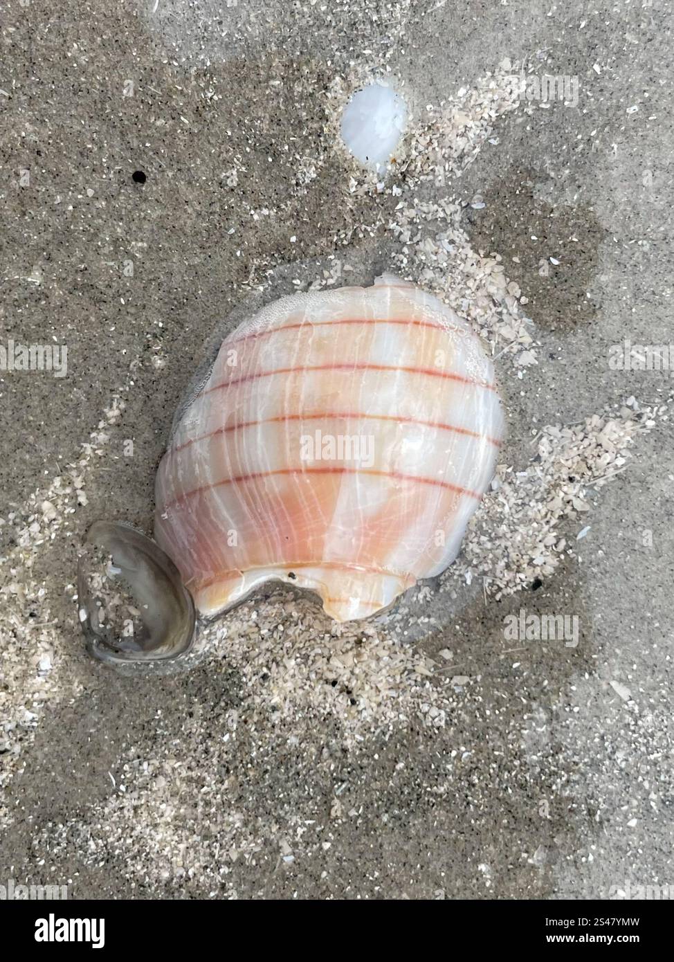Western Banded Tulip (Cinctura lilium Stock Photo - Alamy