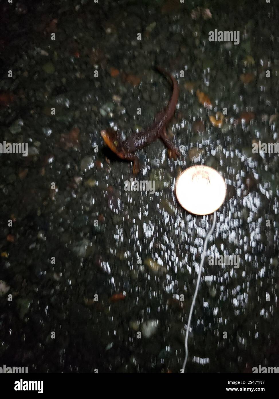 Pacific Newts (Taricha Stock Photo - Alamy