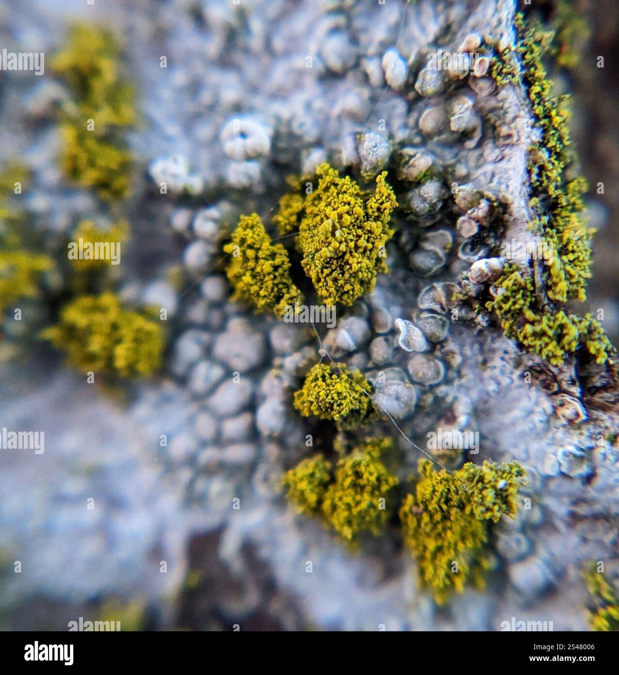 Common Gold-dust (Chrysothrix xanthina Stock Photo - Alamy