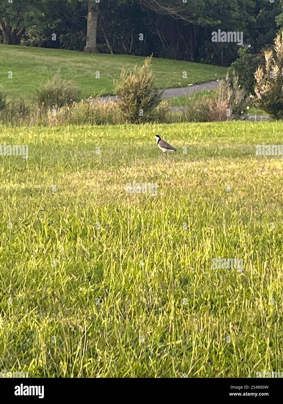 Black-shouldered Masked Lapwing (Vanellus miles novaehollandiae Stock ...