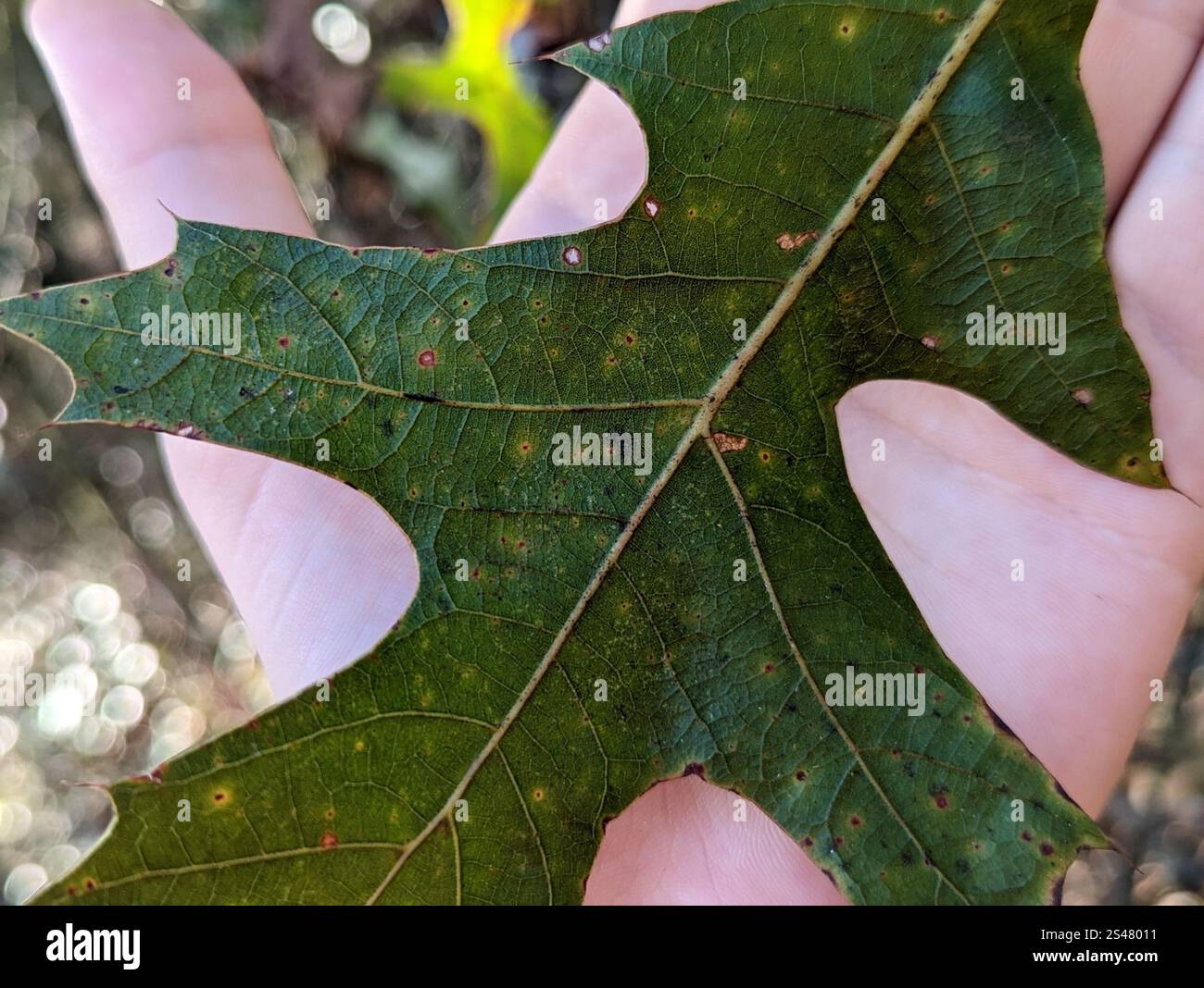 American turkey oak (Quercus laevis Stock Photo - Alamy