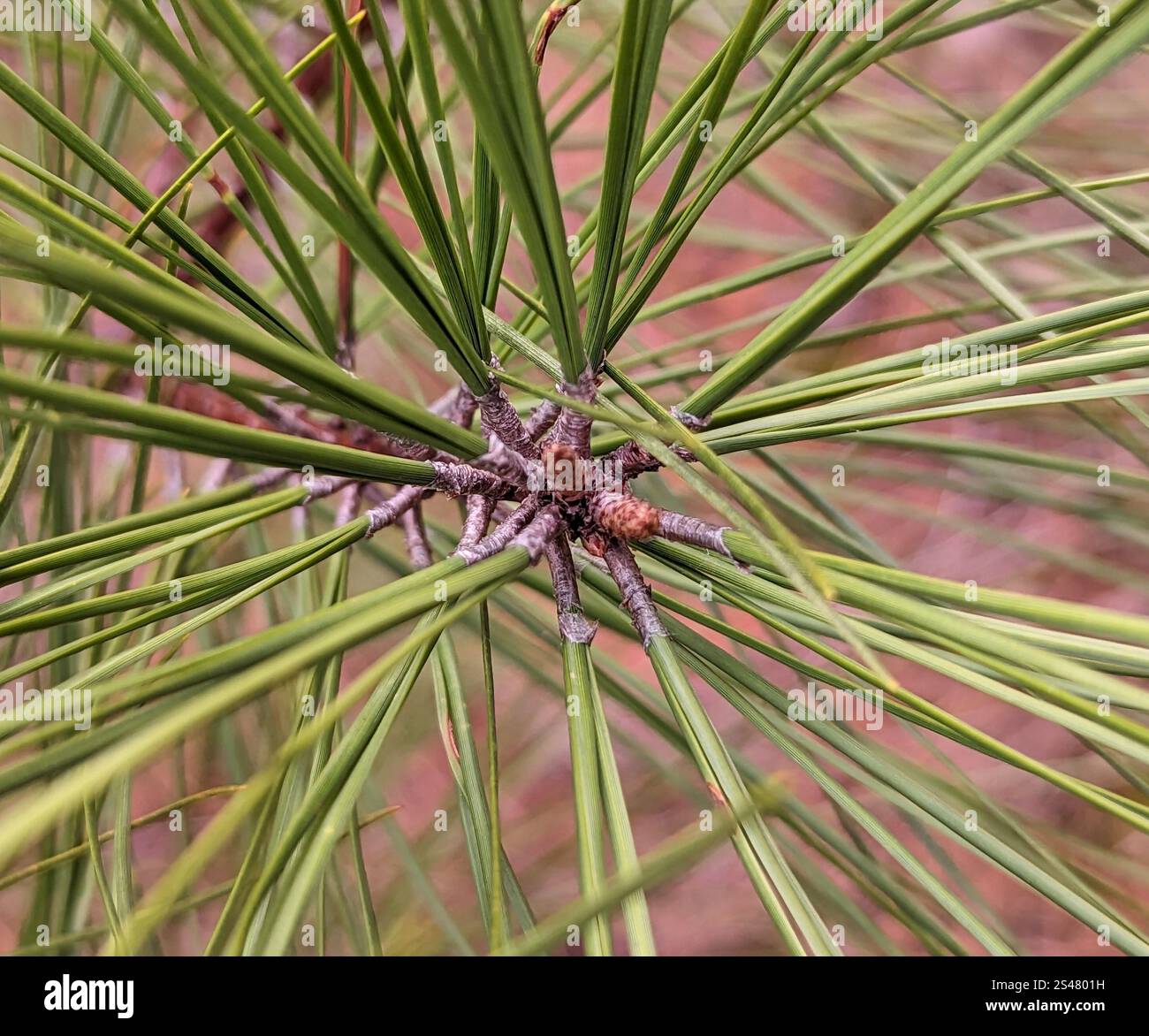 loblolly pine (Pinus taeda Stock Photo - Alamy