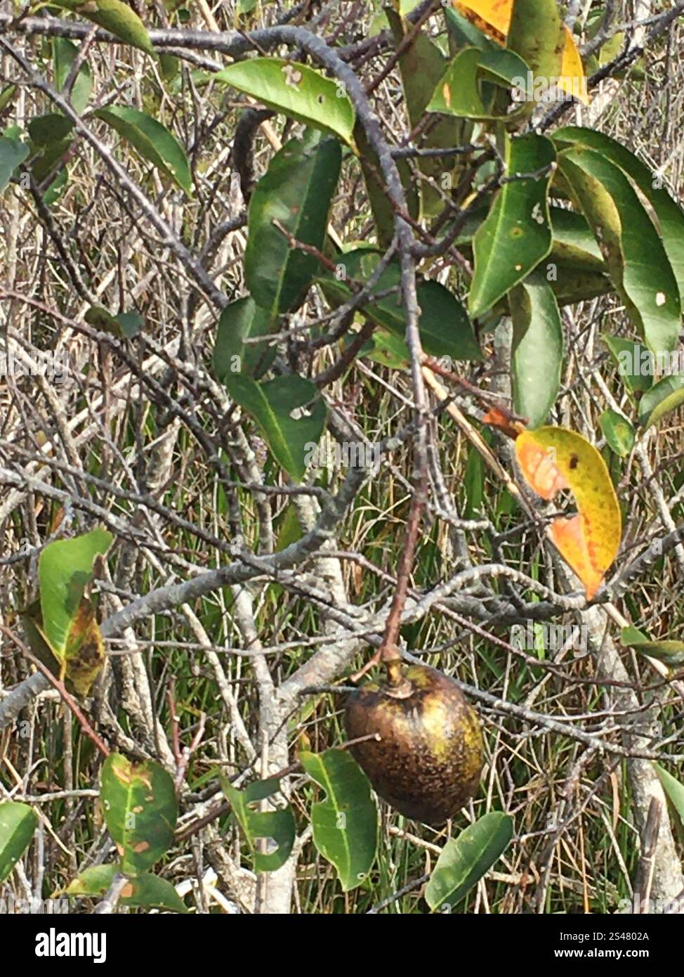 Pond Apple (Annona glabra Stock Photo - Alamy