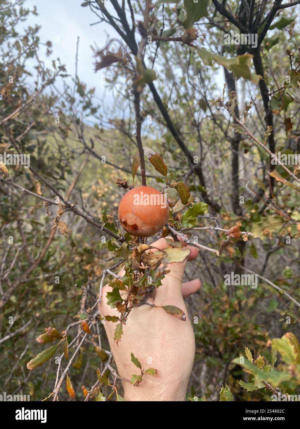 California Gall Wasp (Andricus quercuscalifornicus Stock Photo - Alamy