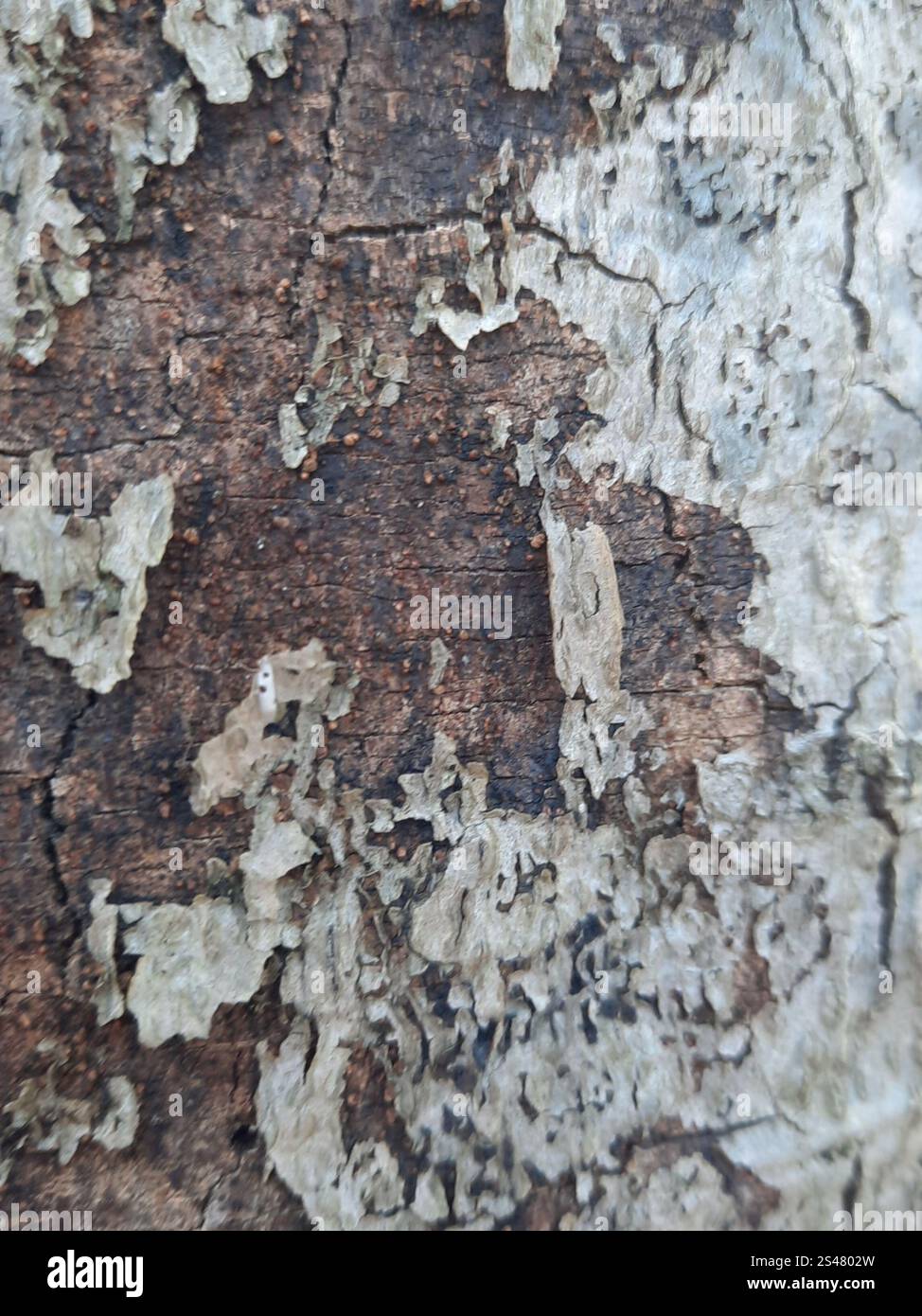 Beech Bark Canker Fungus (Neonectria faginata Stock Photo - Alamy
