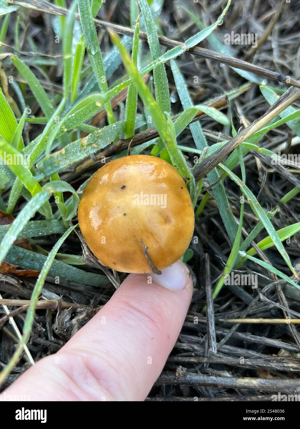 Common Fieldcap (Agrocybe pediades Stock Photo - Alamy