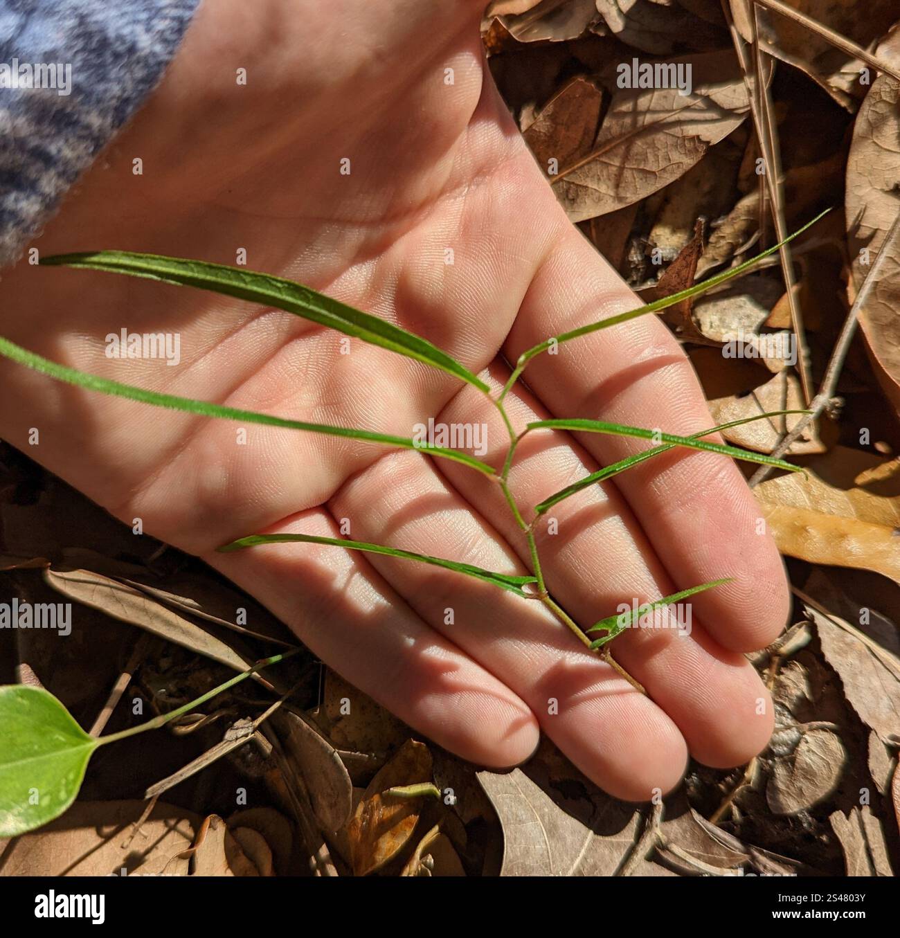 Virginia snakeroot (Aristolochia serpentaria Stock Photo - Alamy