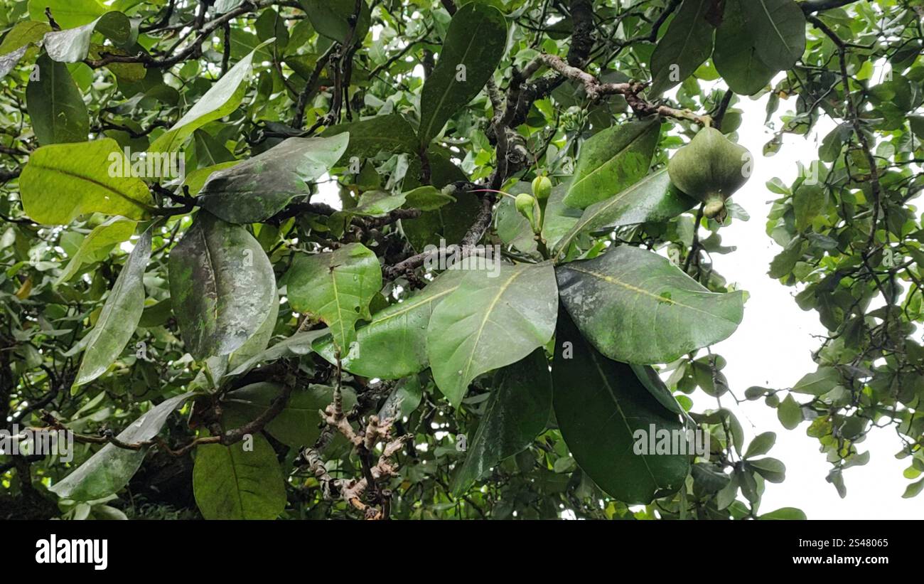 Fish Poison Tree (Barringtonia asiatica Stock Photo - Alamy