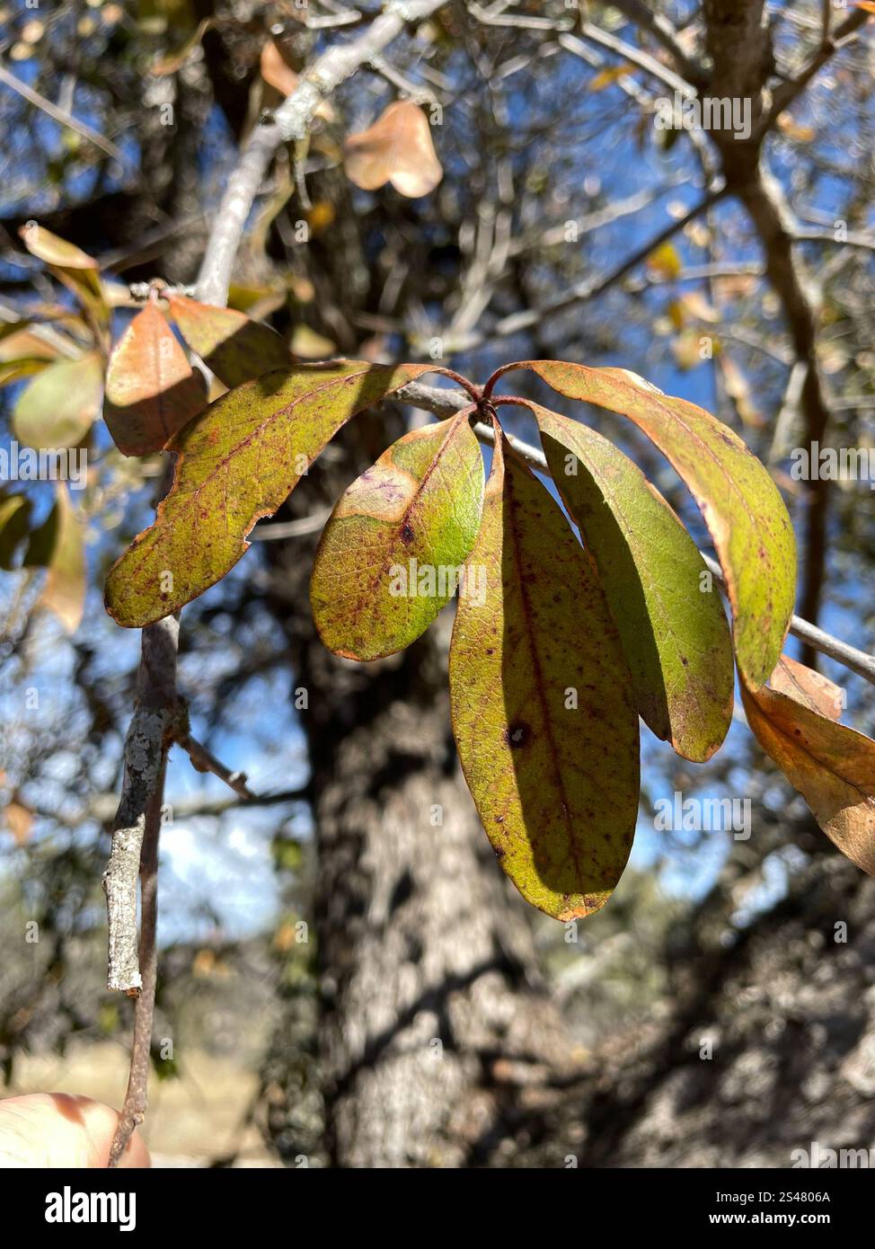 Gum bumelia (Sideroxylon lanuginosum Stock Photo - Alamy