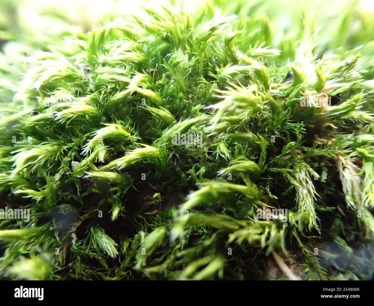 Silky Wall Feather-moss (Homalothecium sericeum Stock Photo - Alamy