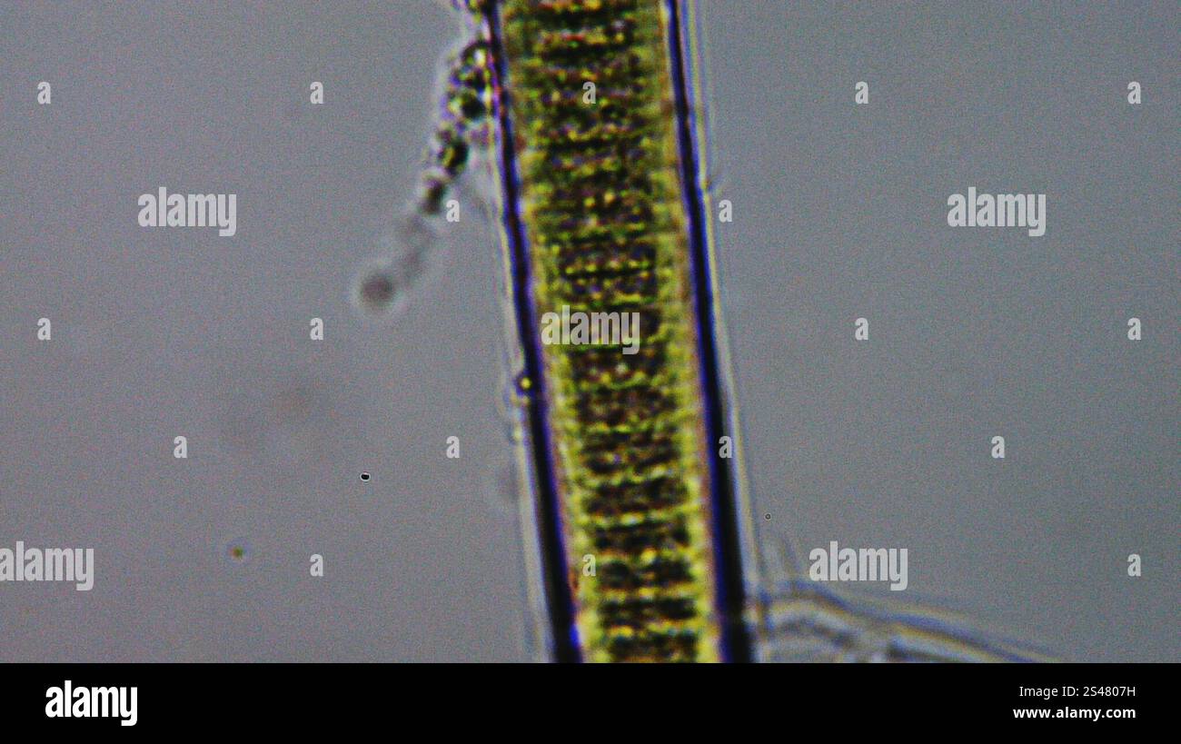 Lyngbya hi-res stock photography and images - Alamy