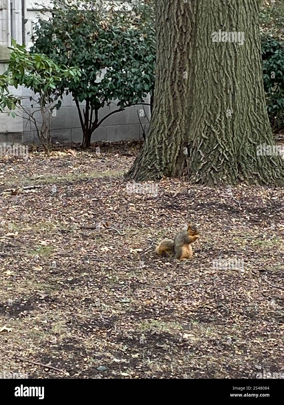 Eastern Fox Squirrel (Sciurus niger Stock Photo - Alamy